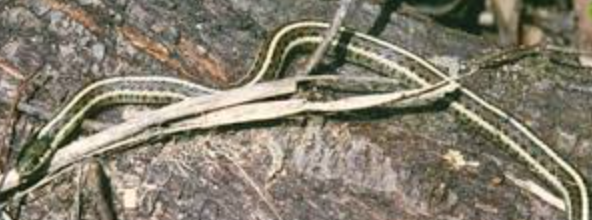 2024 What Is The Fleas Natural Predator They Fear