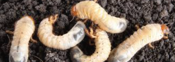 2024 What Is The Fleas Natural Predator They Fear